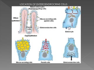 Gastrointestinal hormones | PPTX