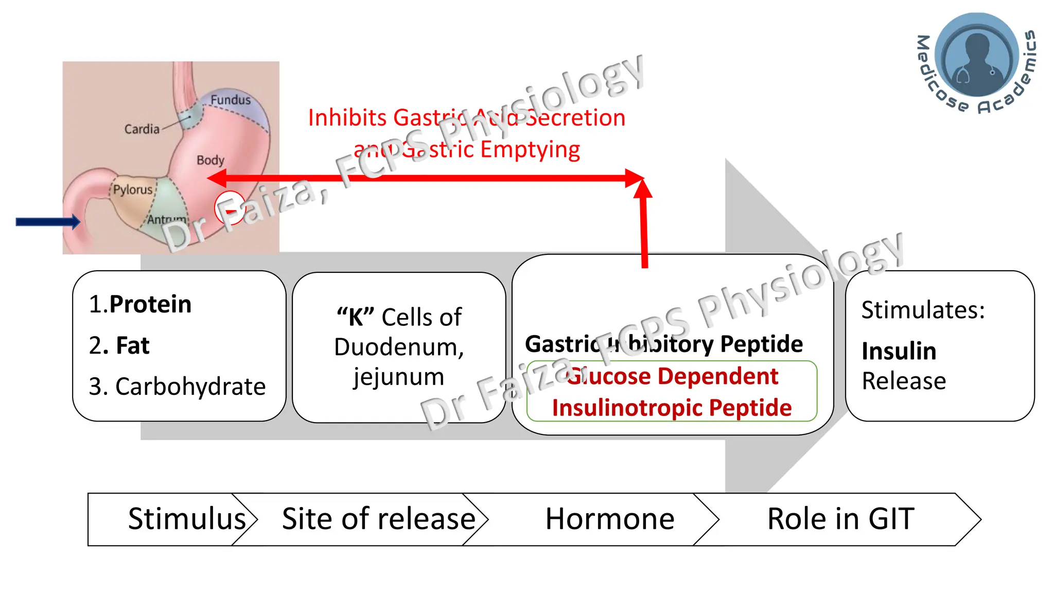Physiology Of Gastrointestinal Hormonespdf 8640