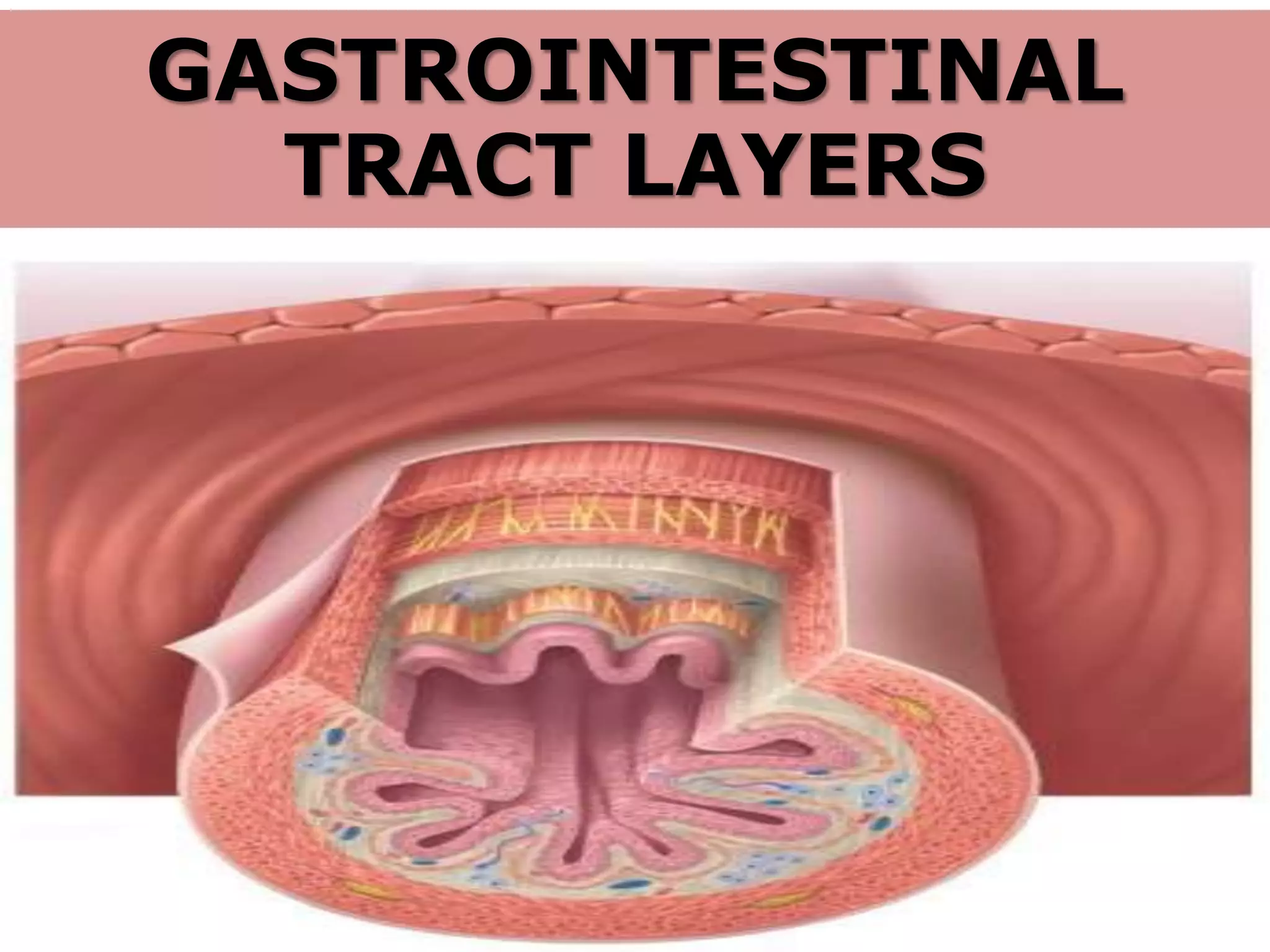 GASTROINTESTINAL TRACT LAYERS | PPTX