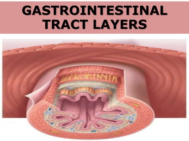 GASTROINTESTINAL TRACT LAYERS | PPTX
