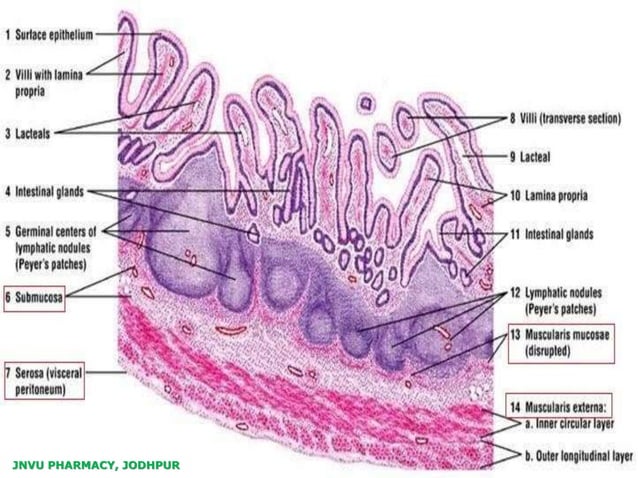 GASTROINTESTINAL TRACT LAYERS | PPTX