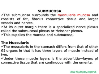 GASTROINTESTINAL TRACT LAYERS | PPTX