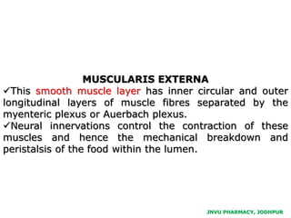 GASTROINTESTINAL TRACT LAYERS | PPTX