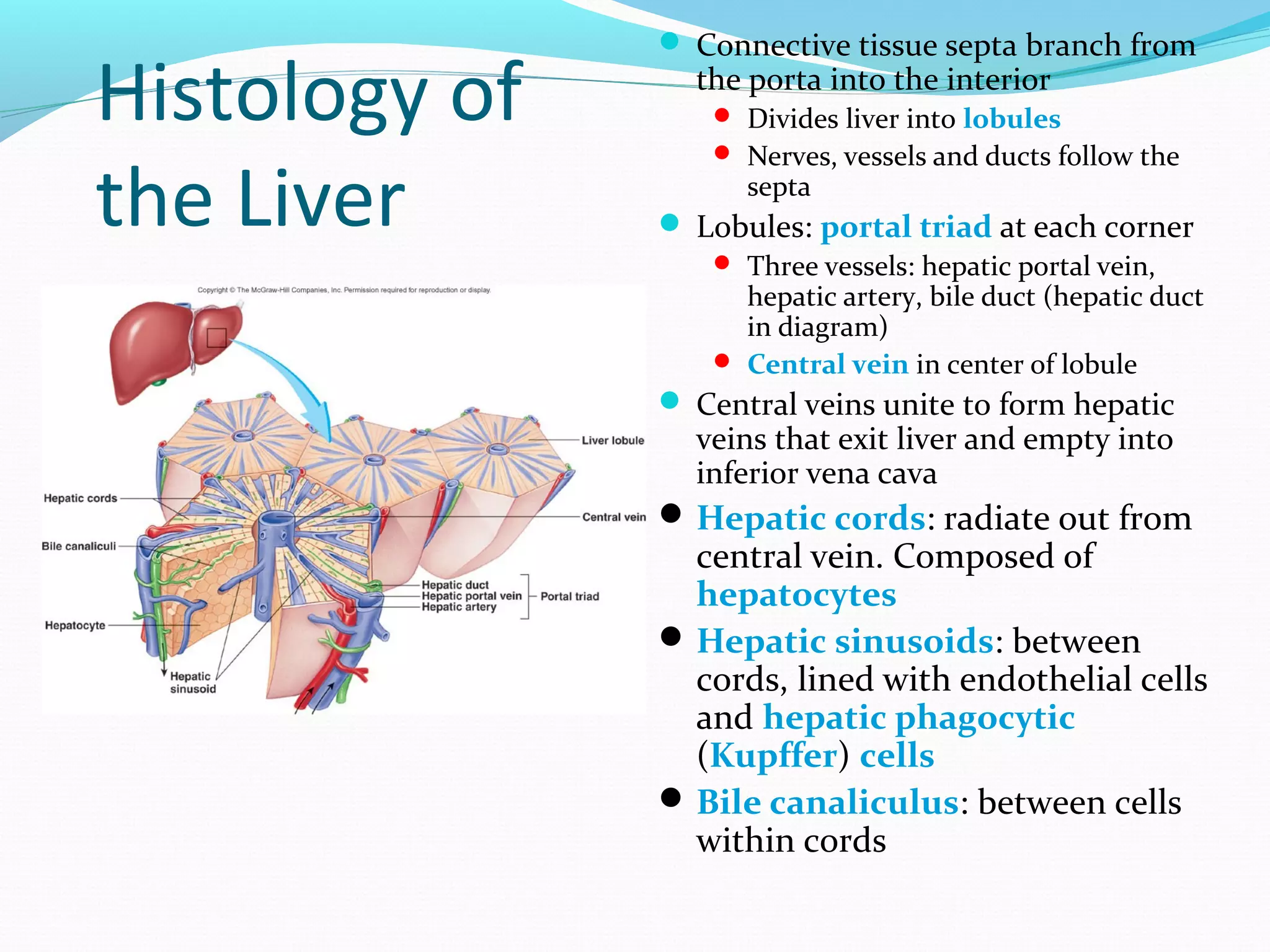 Gastrointestinal physiology | PPT