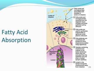 Gastrointestinal physiology | PPT