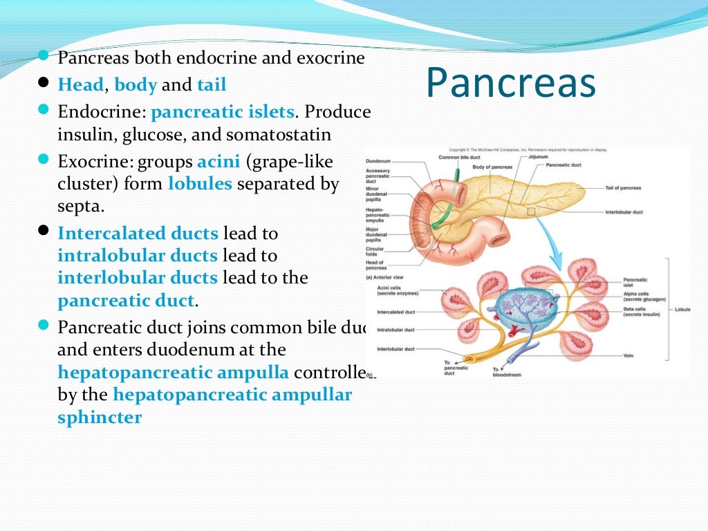 Gastrointestinal physiology