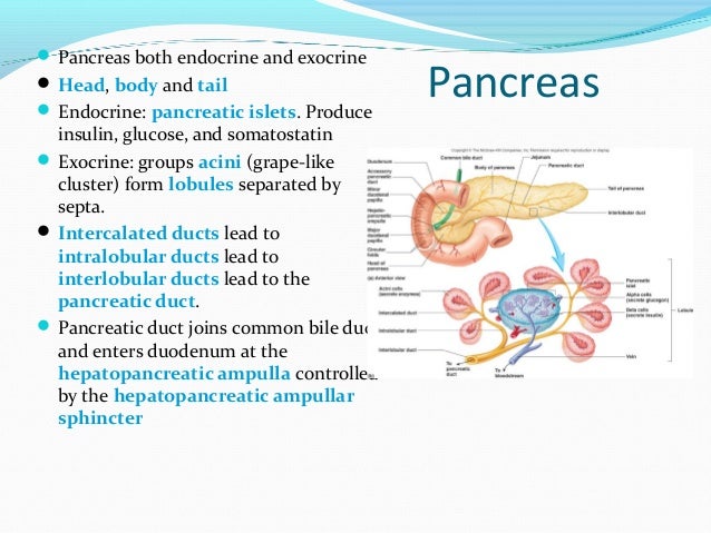 Gastrointestinal physiology