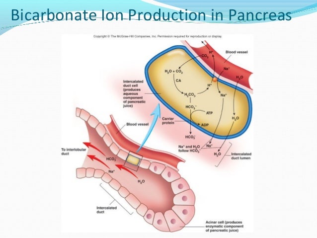 Gastrointestinal physiology