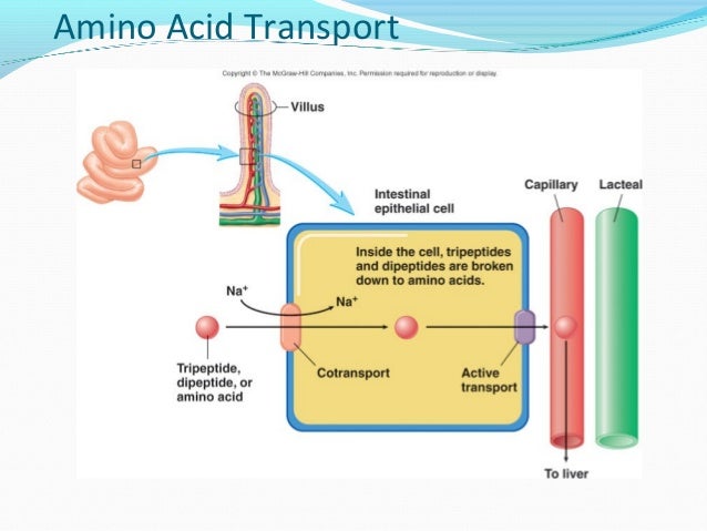 Gastrointestinal physiology