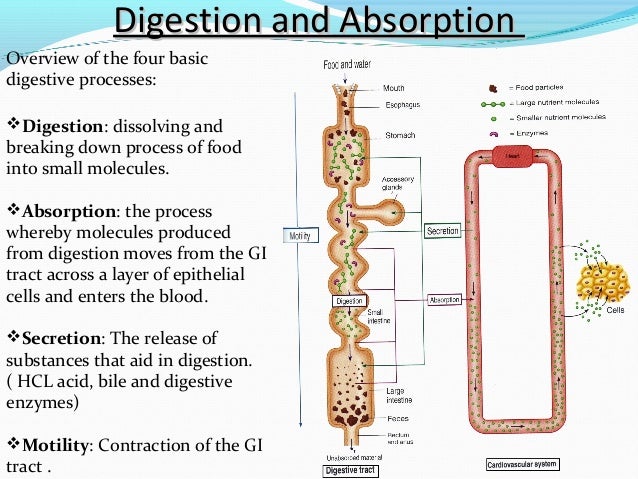 Gastrointestinal physiology