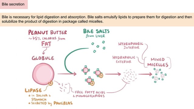 Gastrointestinal Physiology.GI physiology | PPT