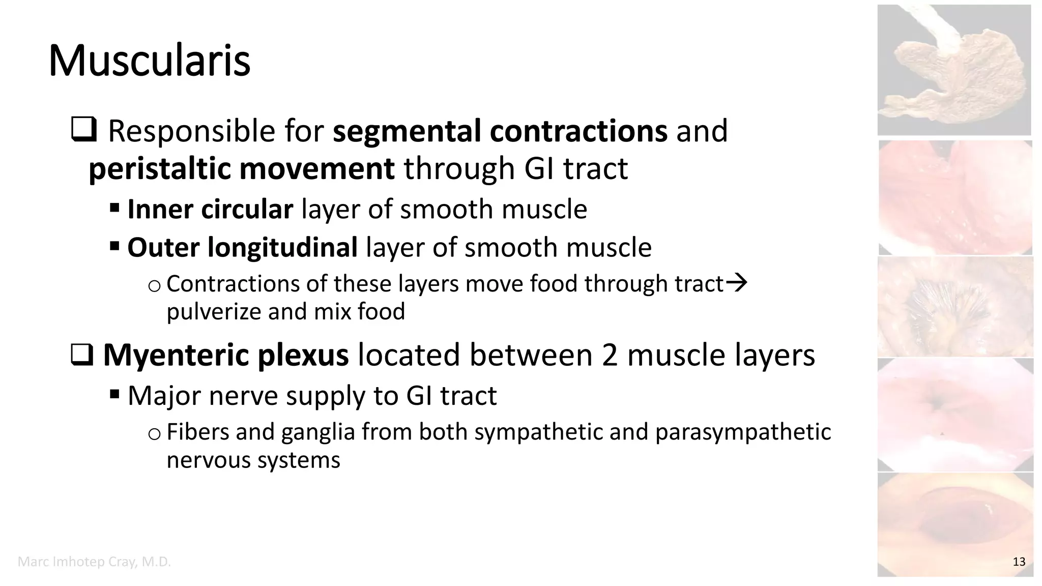 Gastrointestinal Physiology_A Global Overview | PDF
