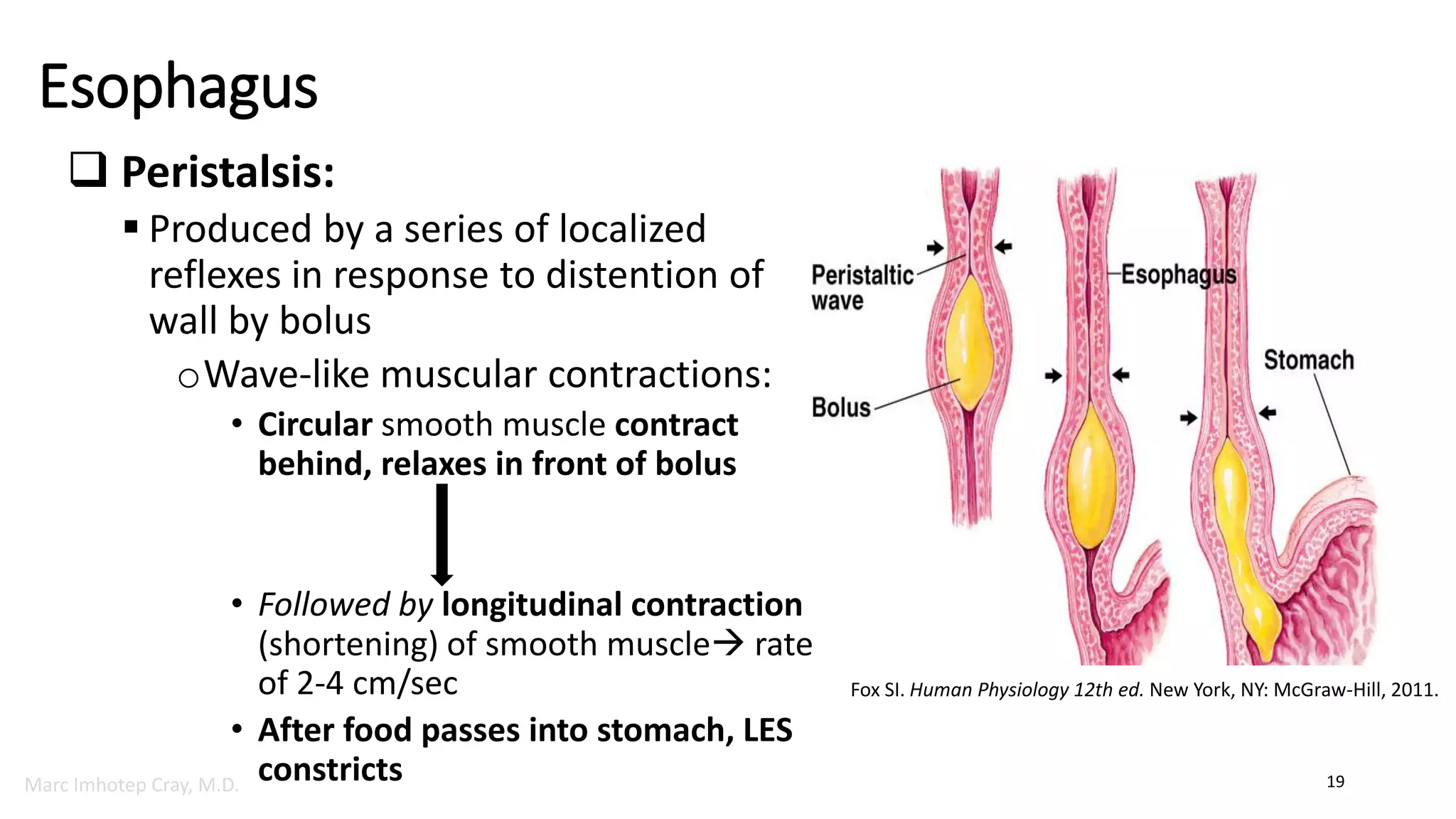 Gastrointestinal Physiology_A Global Overview | PDF