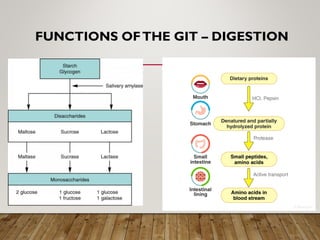 Gastrointestinal physiology - Introduction..pdf
