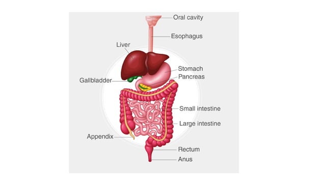 Gastrointestinal Physiology- Organs of GIT and.pptx | Digestive ...