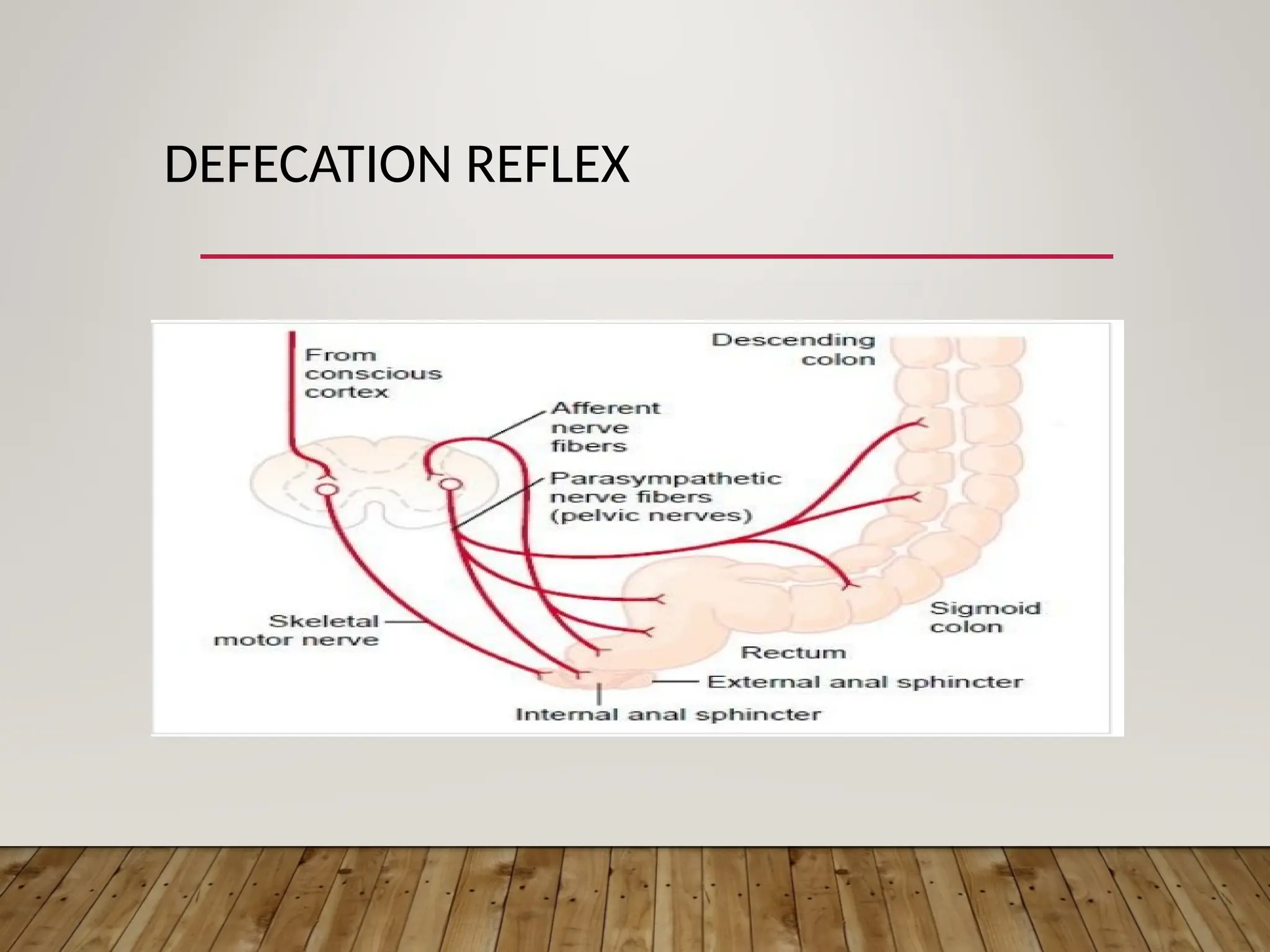 GIT Physiology - Gastrointestinal reflexes..ppt