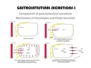 Gastrointestinal secretions 1 | PPTX