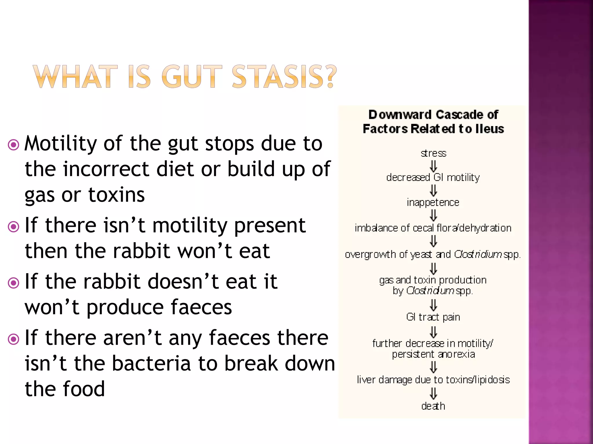 Gastrointestinal stasis in rabbits | PPTX | Digestive Disorders ...