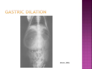Gastrointestinal stasis in rabbits | PPTX | Digestive Disorders ...