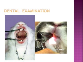 Gastrointestinal stasis in rabbits | PPTX | Digestive Disorders ...