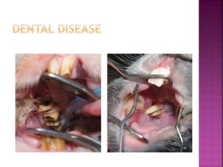 Gastrointestinal stasis in rabbits | PPTX | Digestive Disorders ...