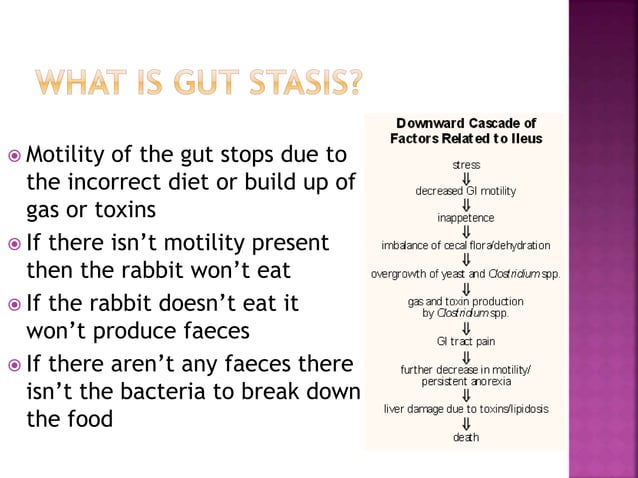 Gastrointestinal stasis in rabbits | PPTX | Digestive Disorders ...