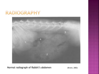 Gastrointestinal stasis in rabbits | PPTX | Digestive Disorders ...