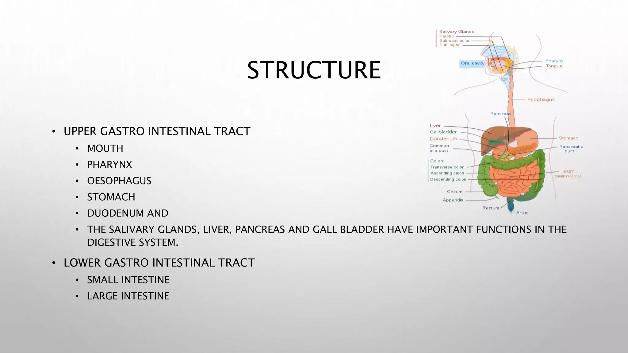 Gastrointestinal System.pptx
