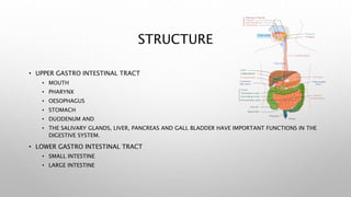 Gastrointestinal System.pptx