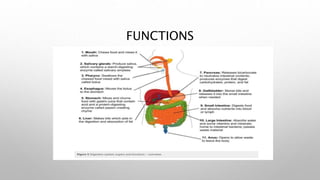 Gastrointestinal System Pptx