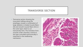 Gastrointestinal system.pptx