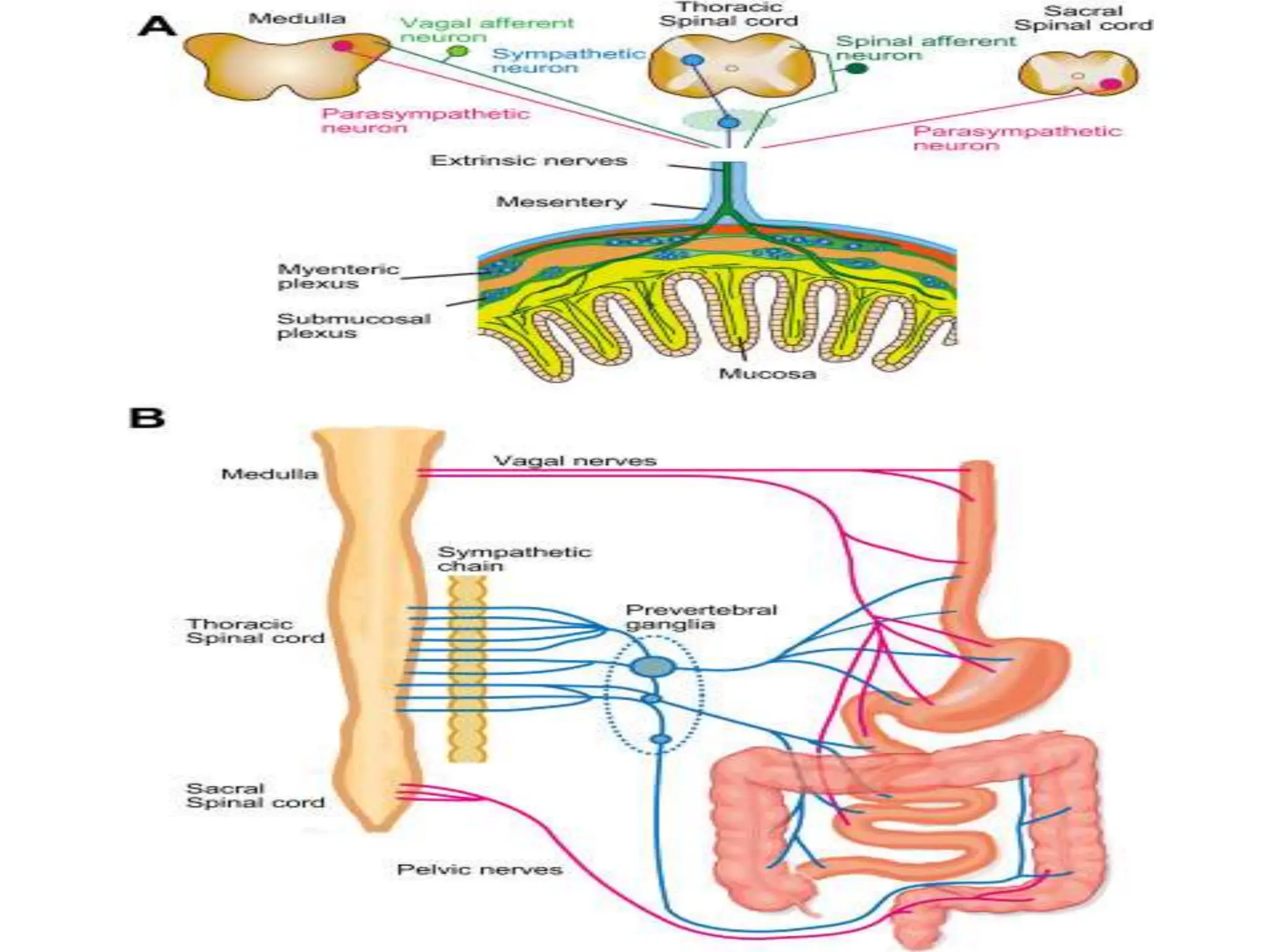 GASTRO INTESTINAL SYSTEM Of HUMAN BODY SYSTEM | PPT
