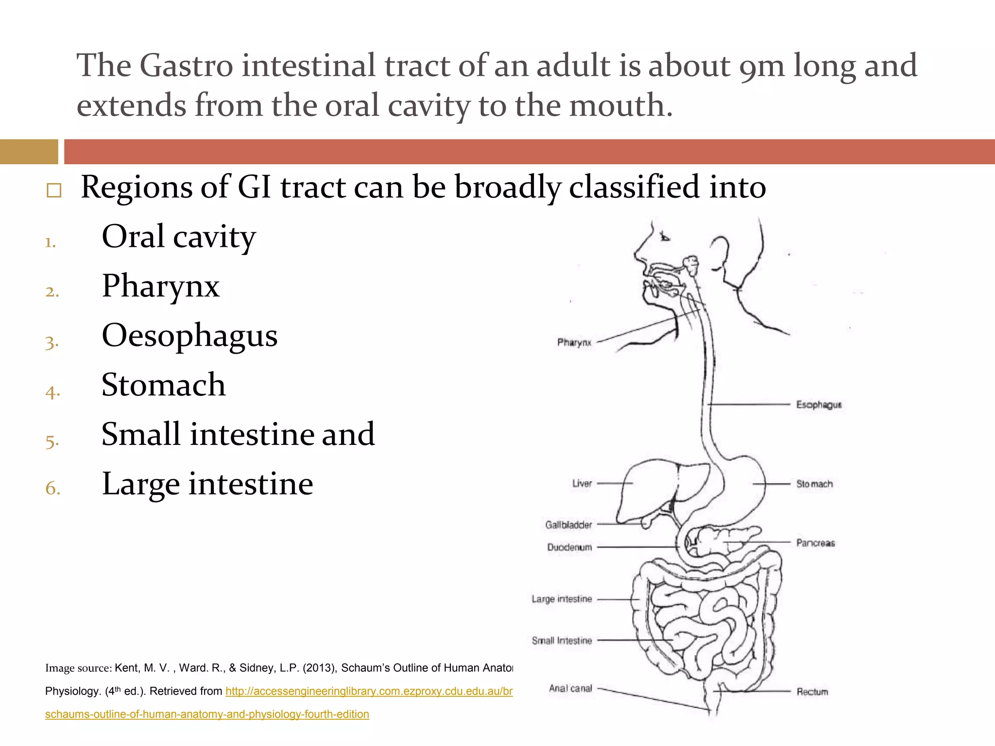 Gastro intestinal system anatomy | PPTX