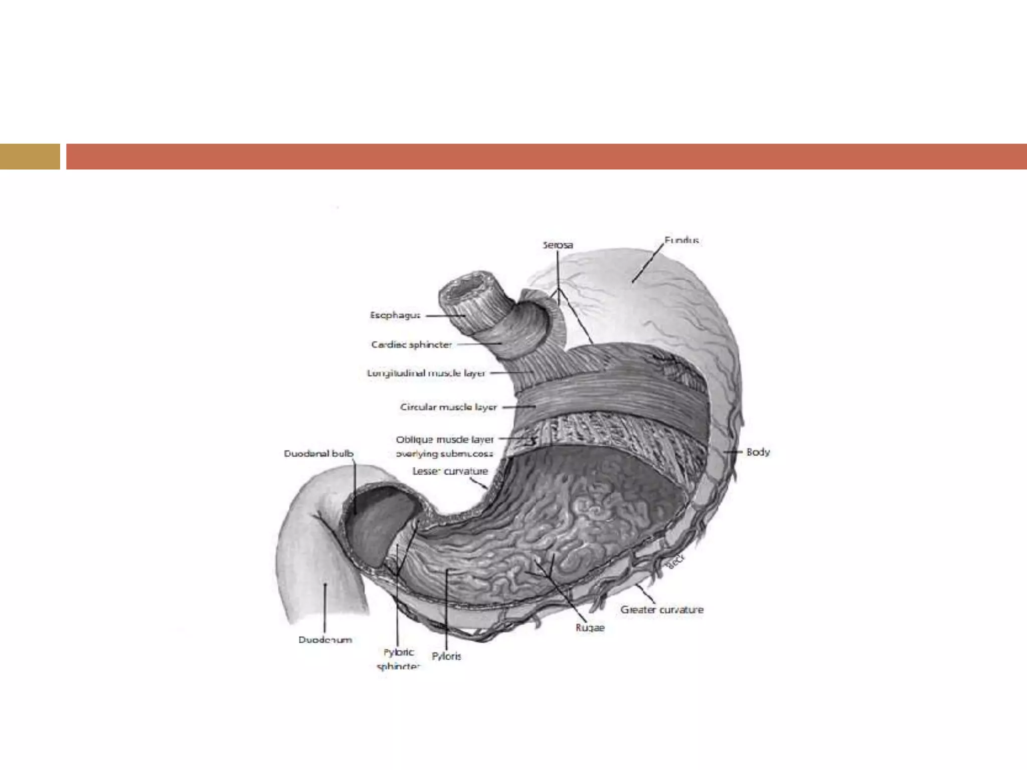 Gastro intestinal system anatomy | PPTX