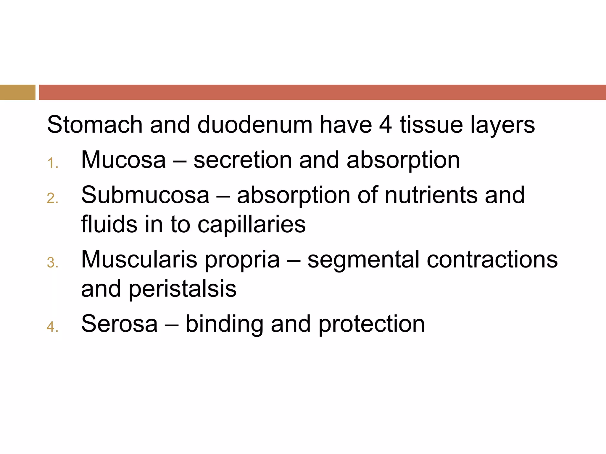 Gastro intestinal system anatomy | PPTX