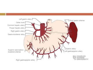 Gastro intestinal system anatomy | PPTX