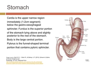 Gastro intestinal system anatomy | PPTX