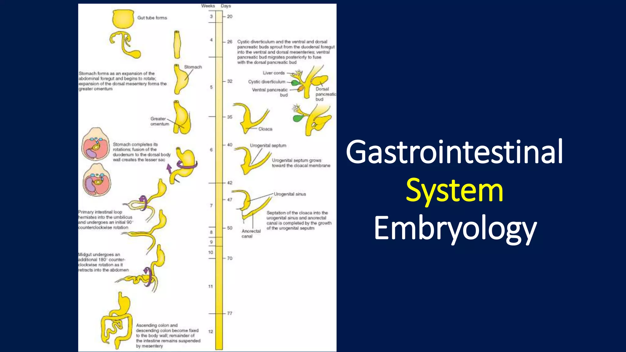 Gastrointestinal system embryology | PPTX