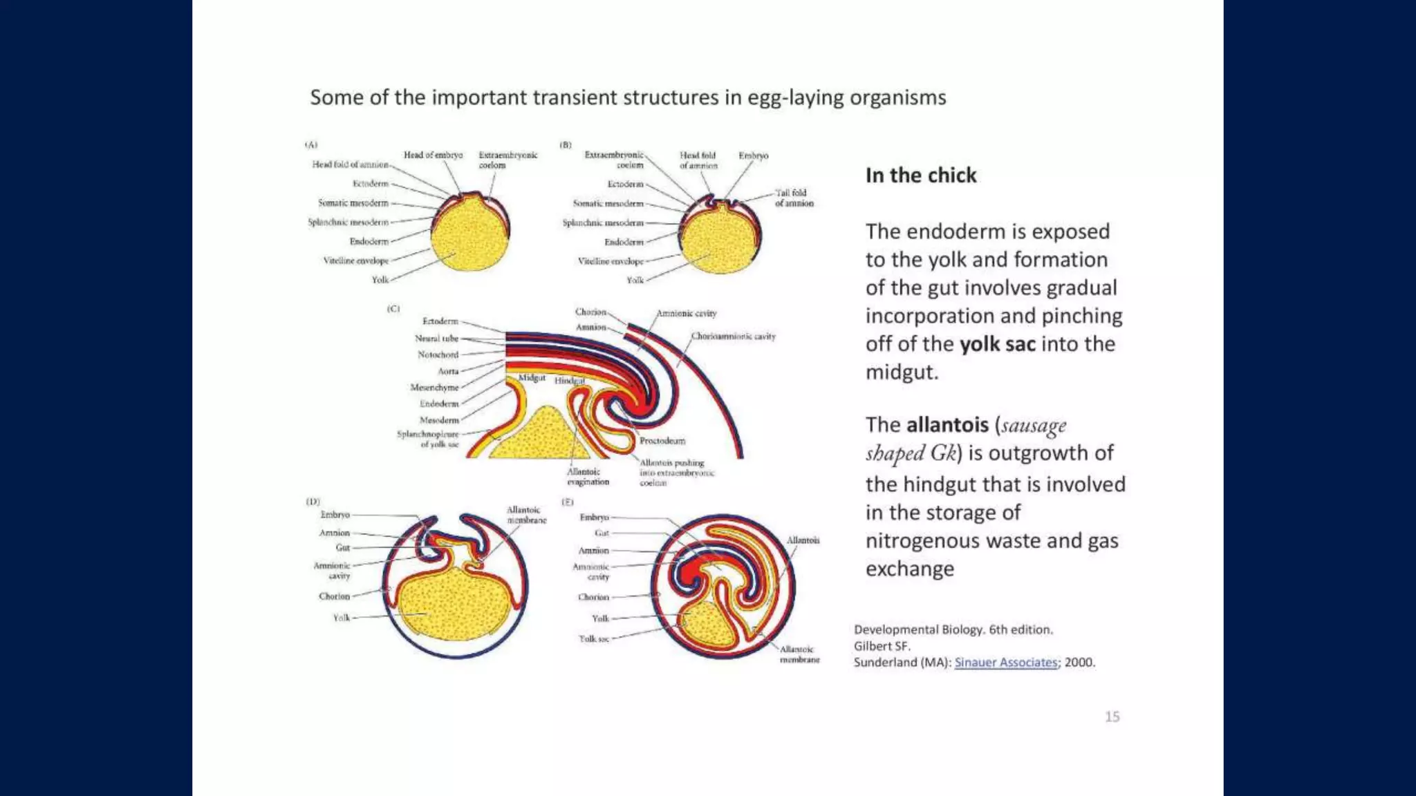 Gastrointestinal system embryology | PPTX