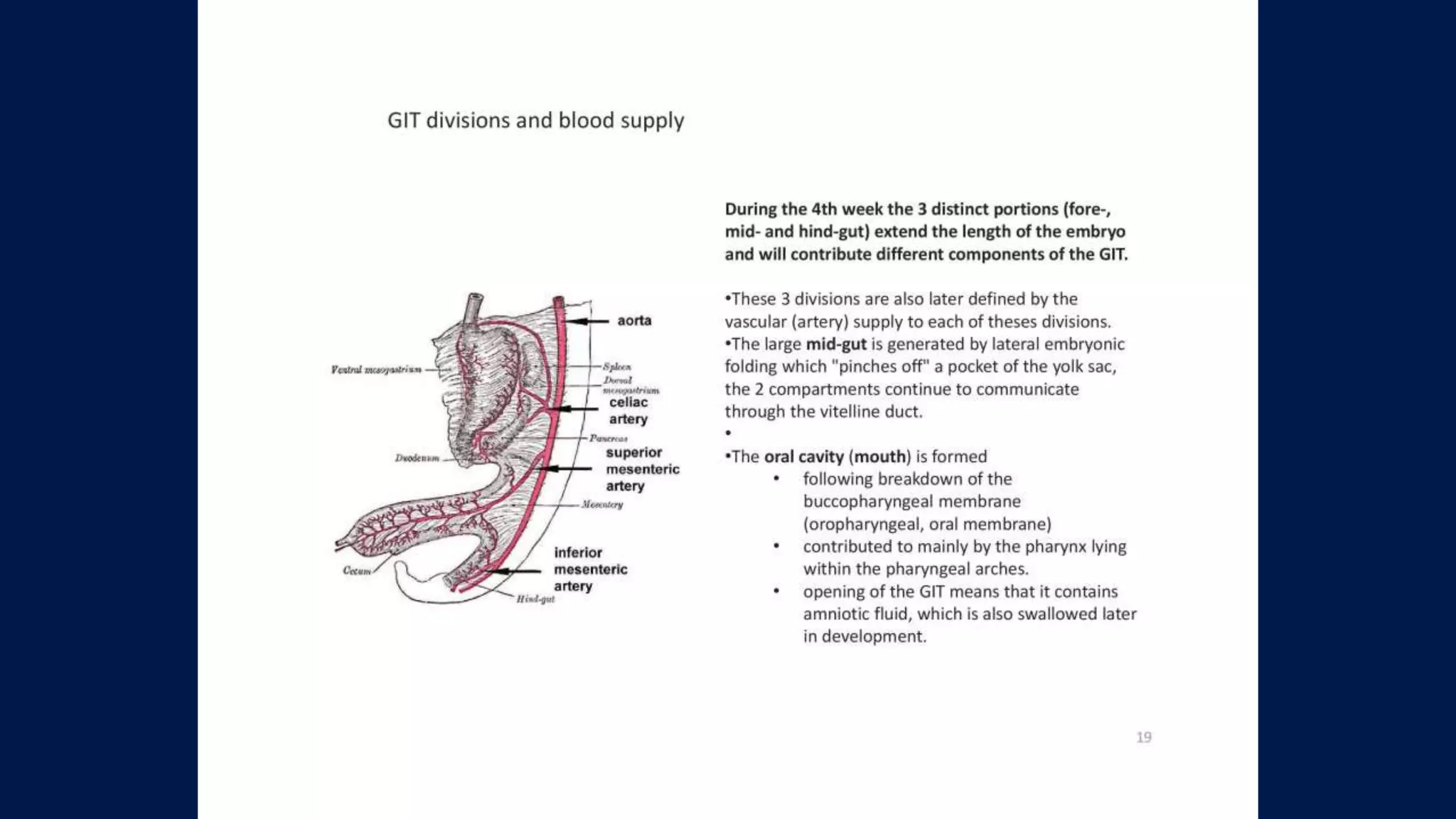 Gastrointestinal system embryology | PPTX