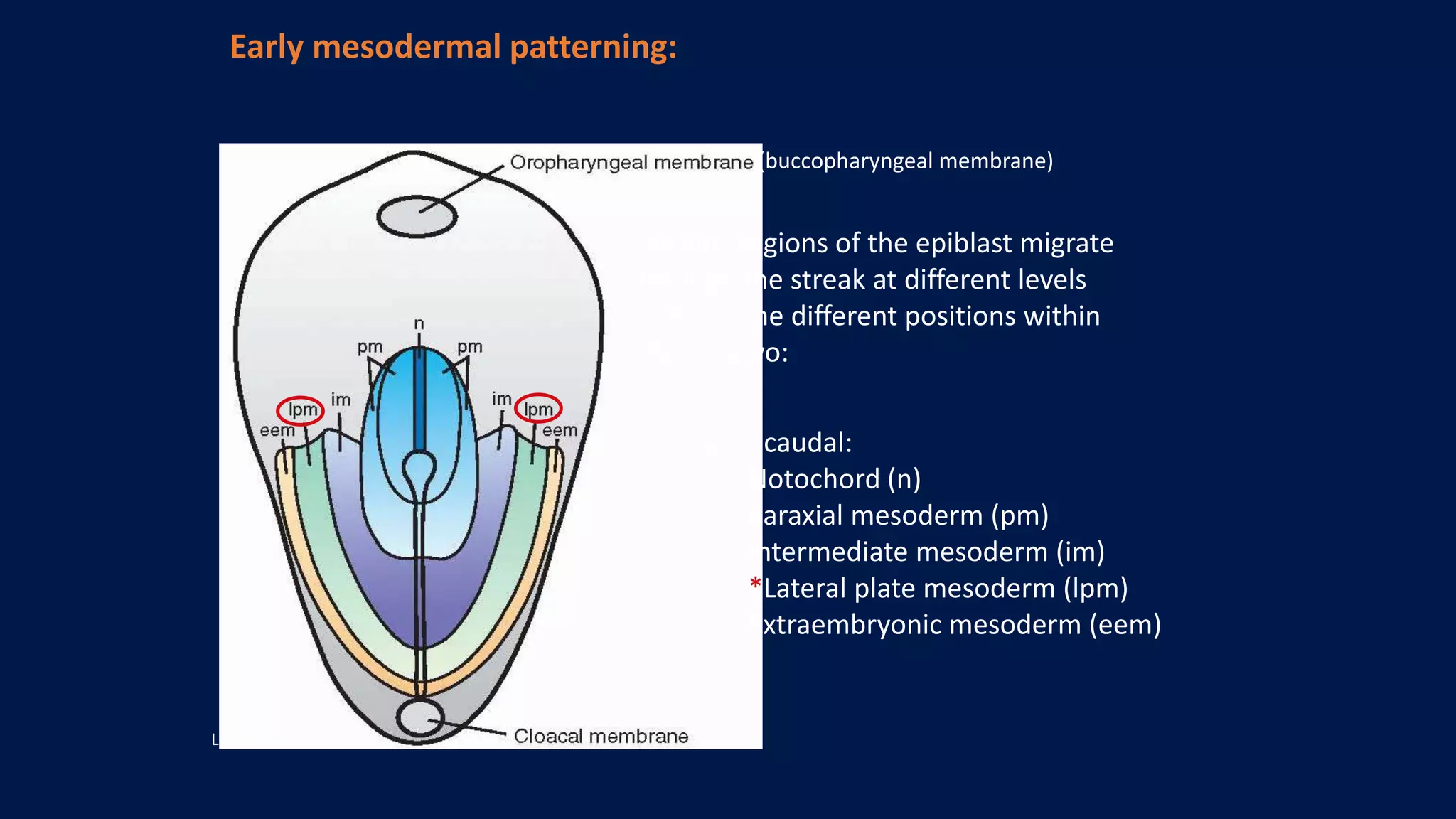 Gastrointestinal system embryology | PPTX