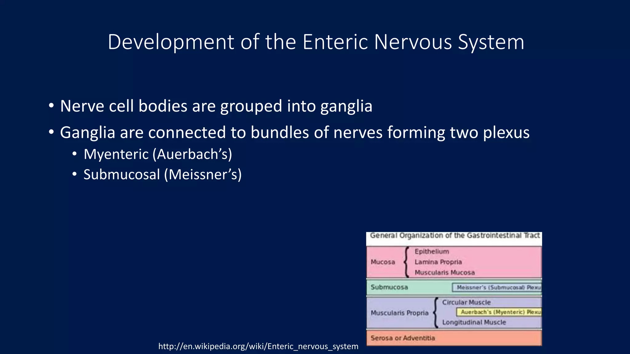 Gastrointestinal system embryology | PPTX