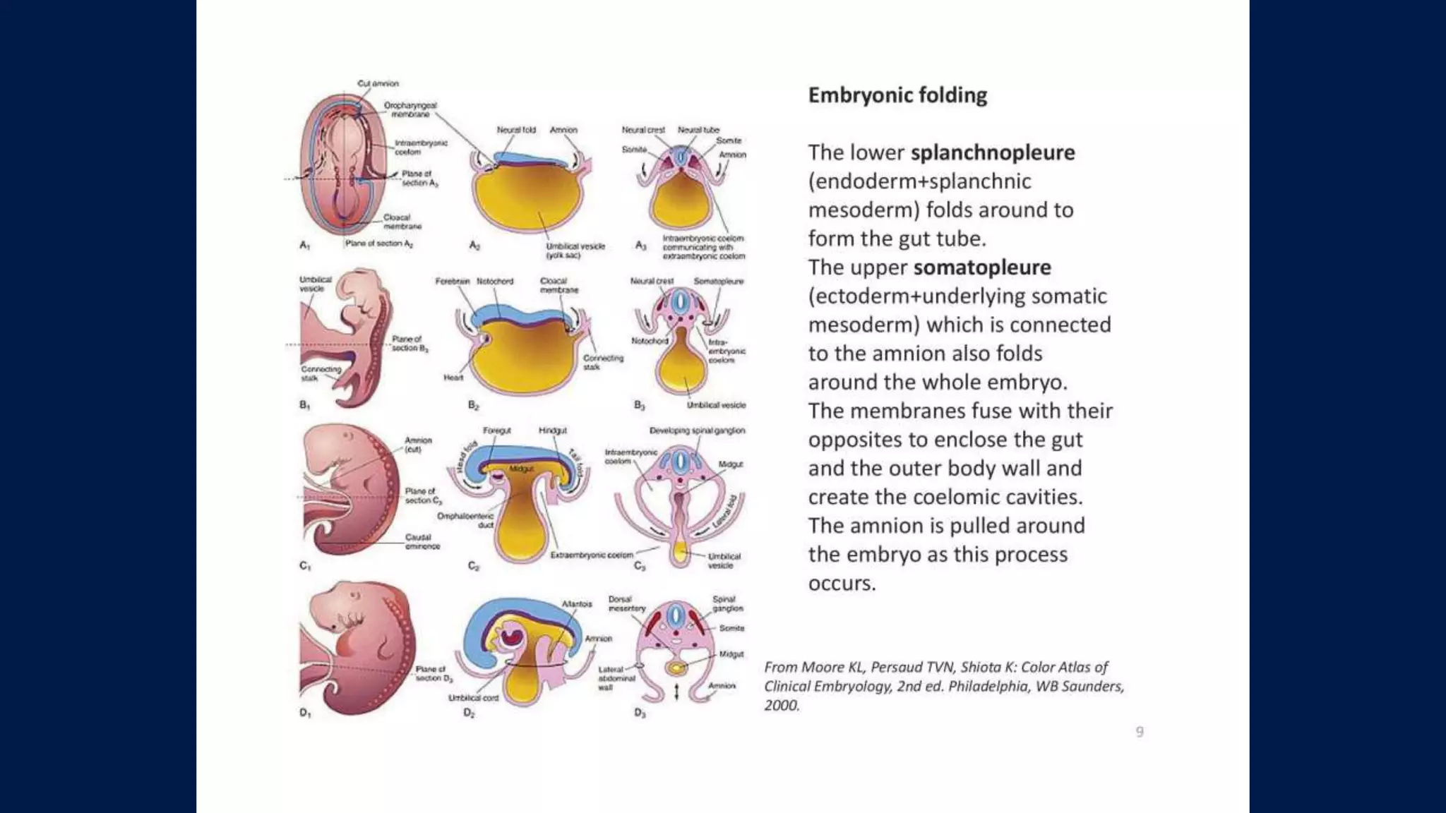 Gastrointestinal system embryology | PPTX