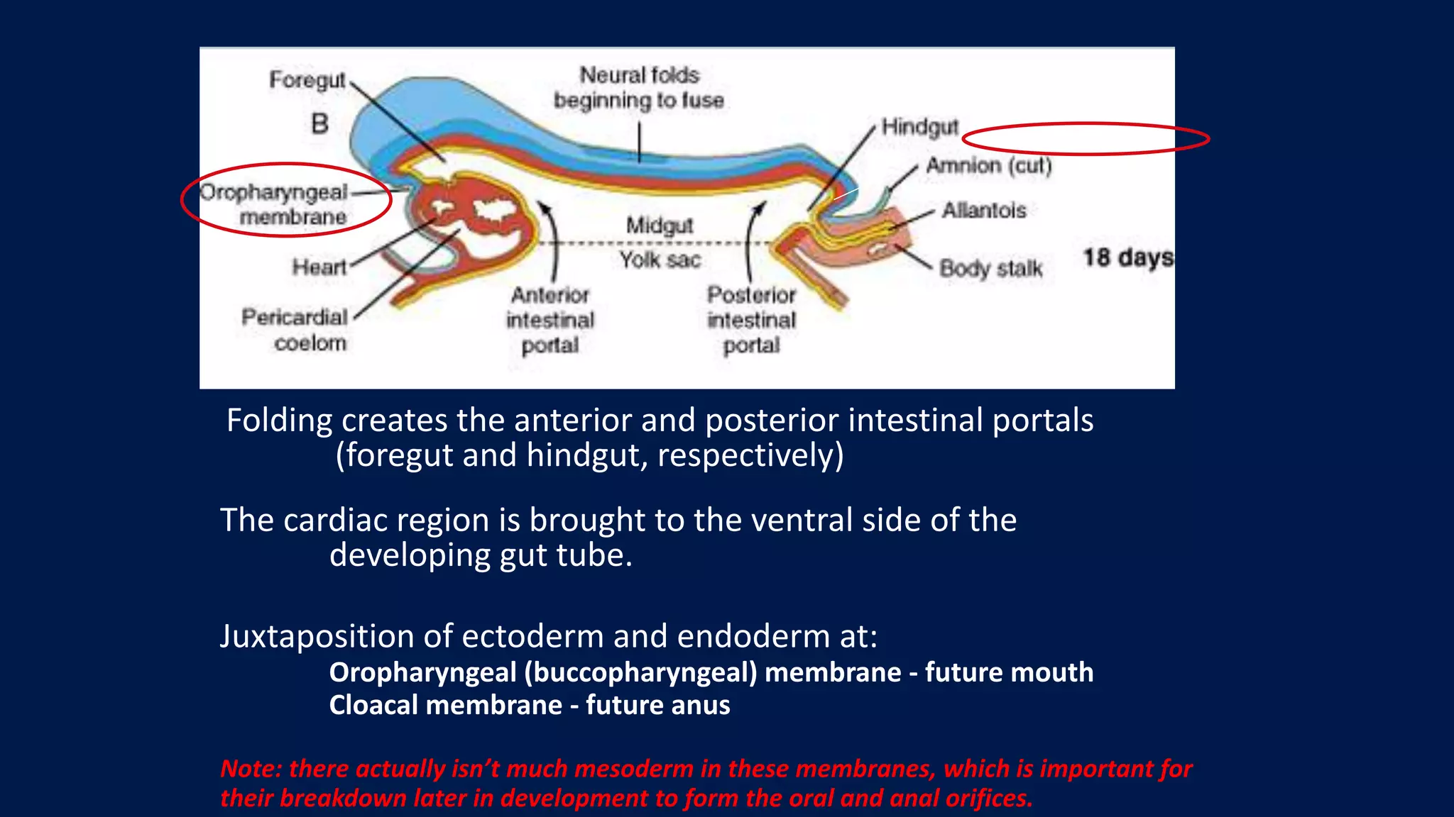 Gastrointestinal system embryology | PPTX