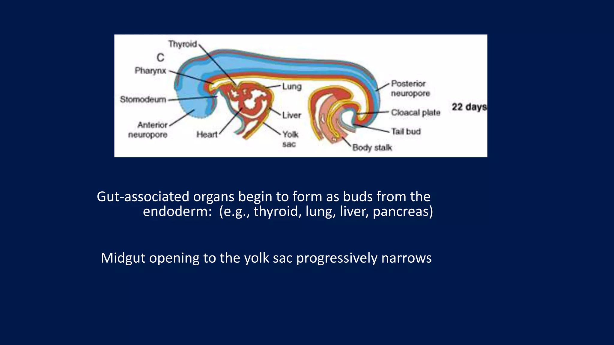 Gastrointestinal system embryology | PPTX