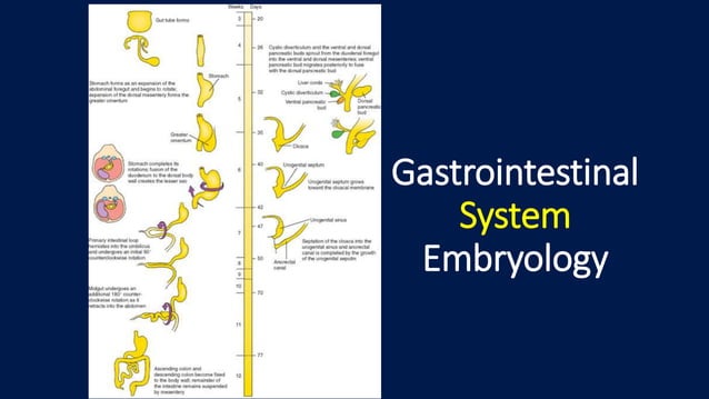 Gastrointestinal system embryology | PPTX