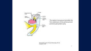 Gastrointestinal system embryology | PPTX