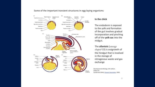 Gastrointestinal system embryology | PPTX