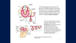 Gastrointestinal system embryology | PPTX