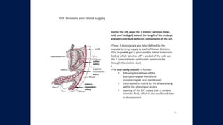 Gastrointestinal system embryology | PPTX